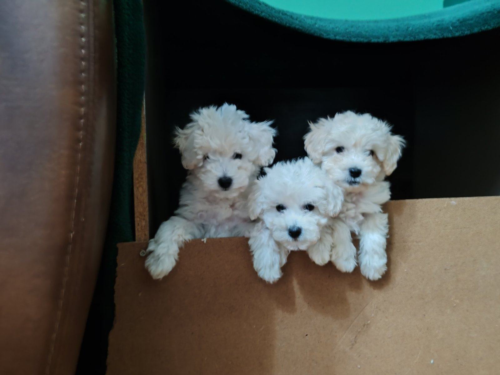 Pudle Mini /DOSTAVA 01.02/ AKCIJA