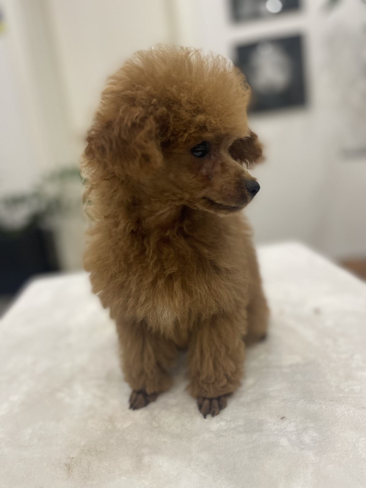 Pudle patuljaste i toy