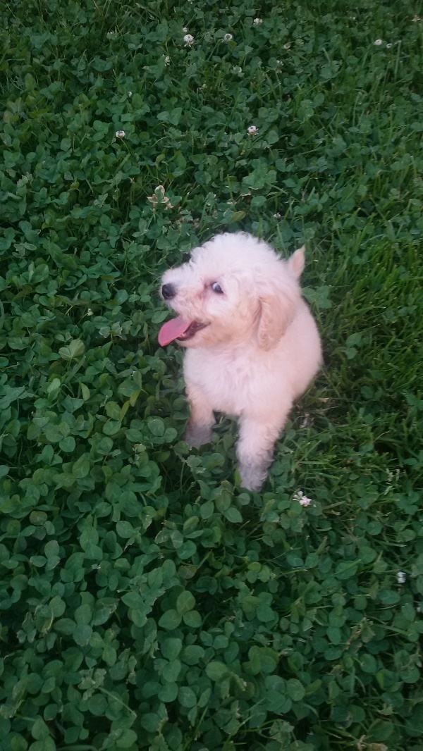 PUDLICA TOY