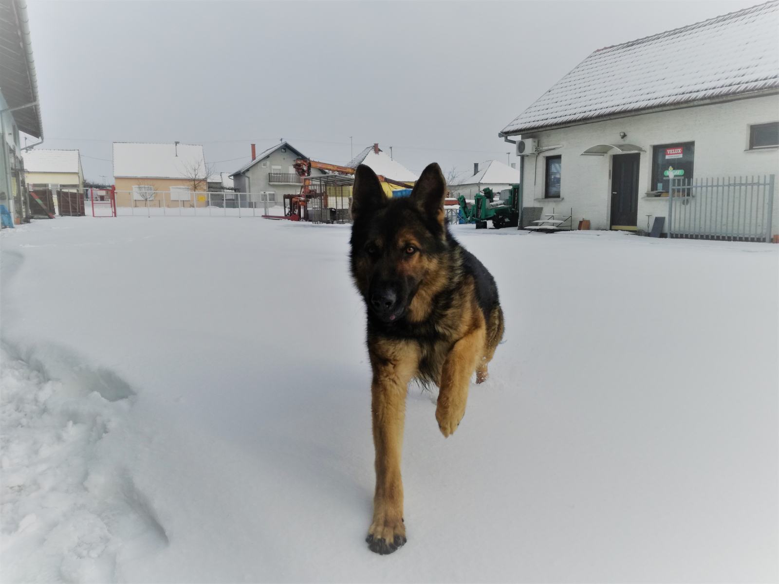 Njemački ovčar Radni pas