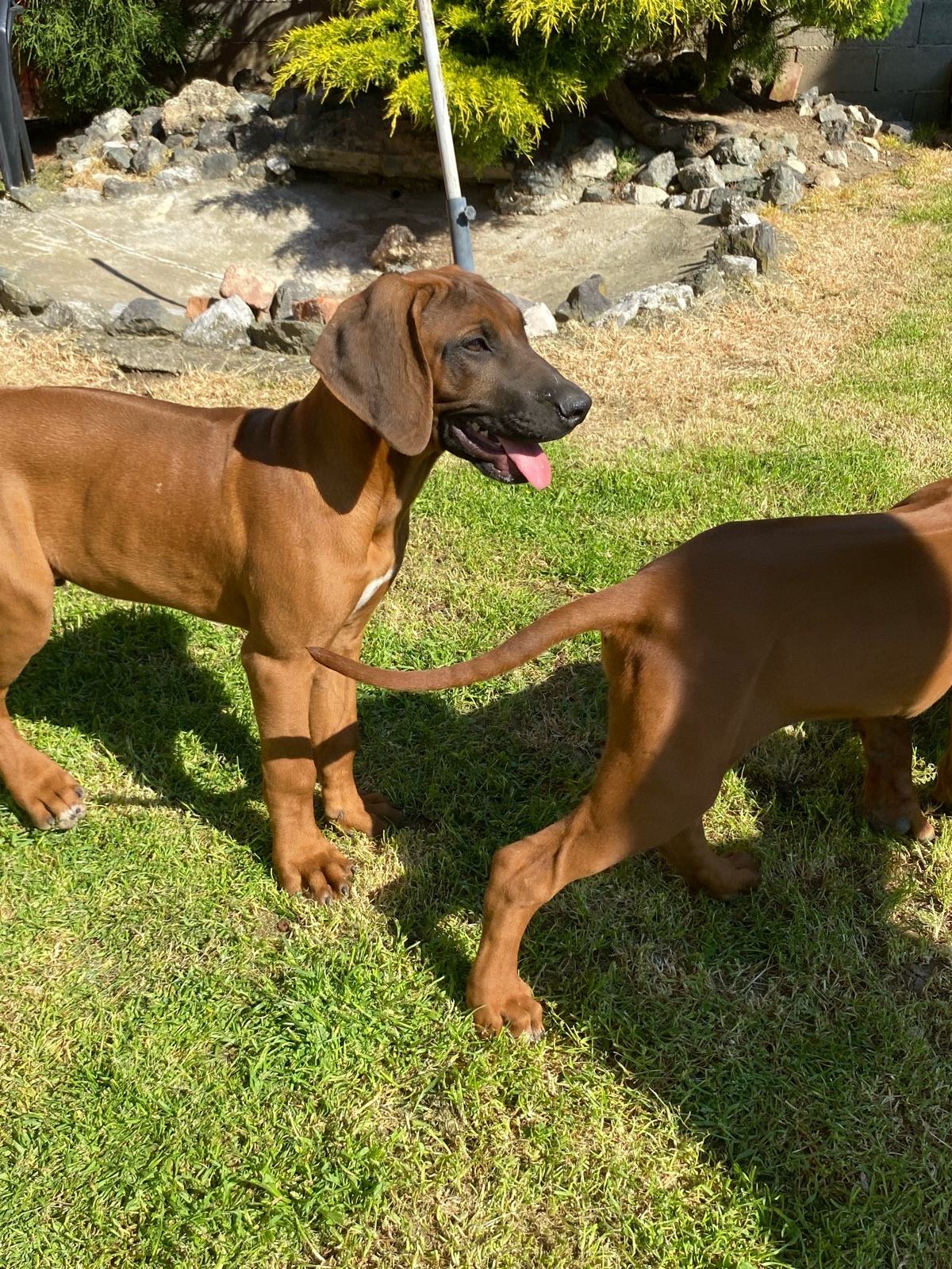 Rodezijski Ridgeback Štenci
