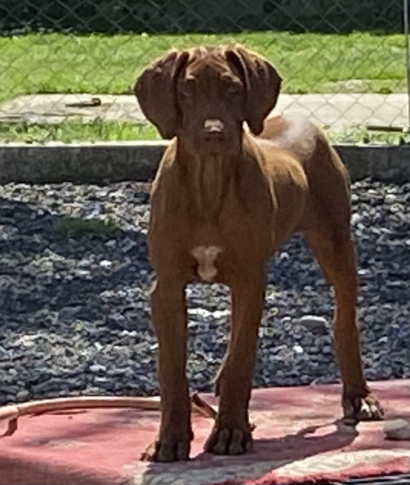 Rhodesian Ridgeback (gonić lavova) - štenci