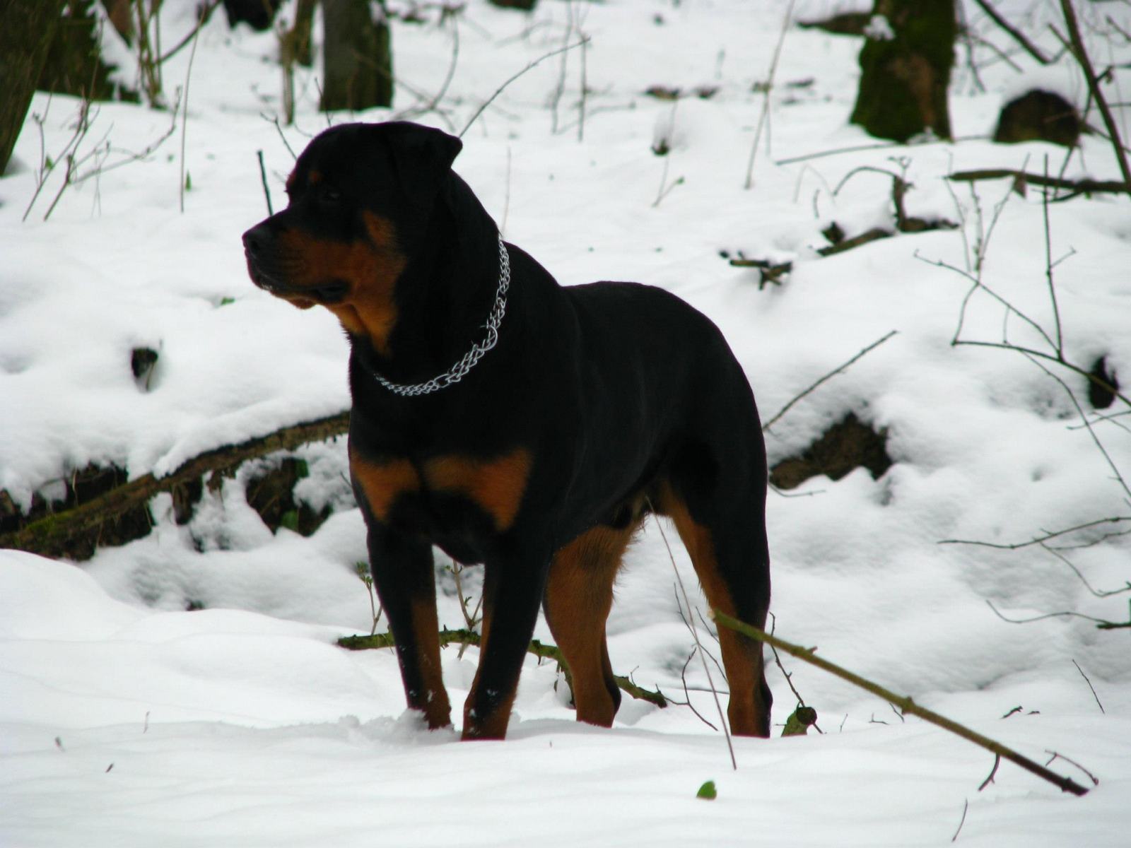 Rottweiler