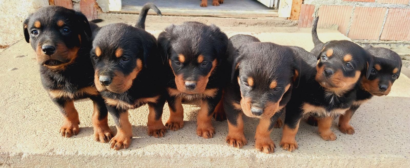 Rottweiler