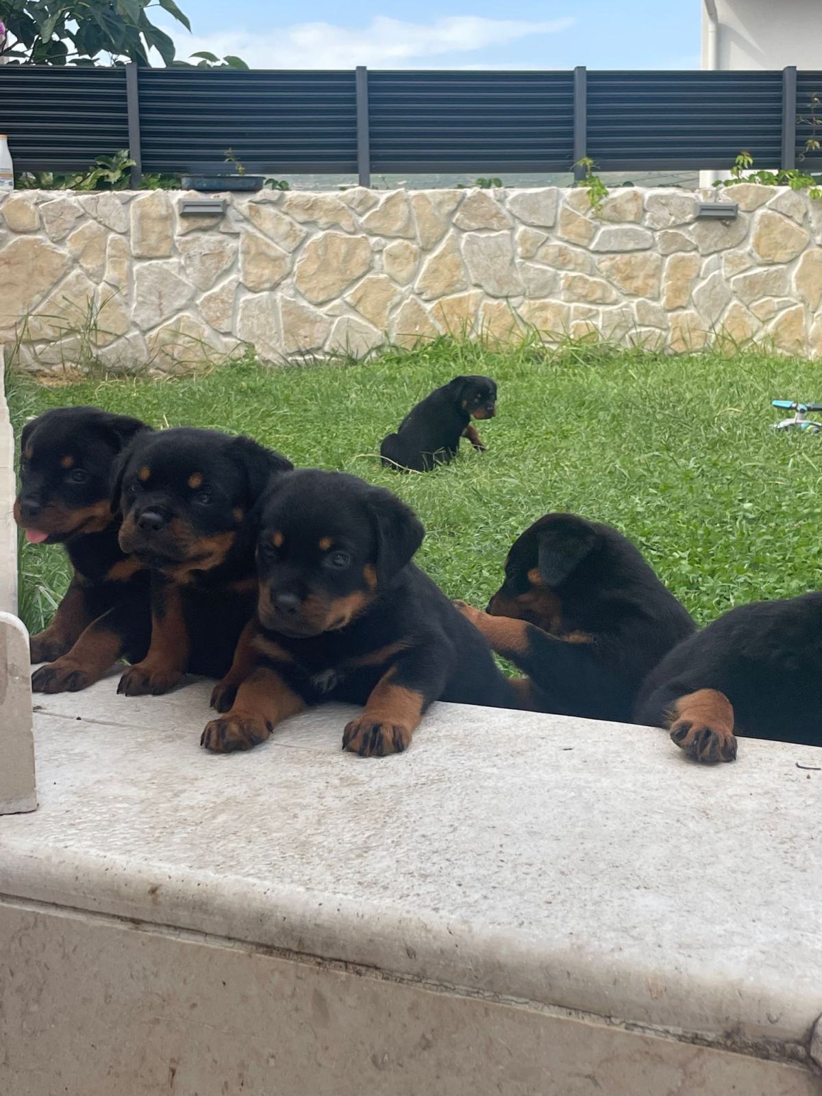 Rottweiler štenad