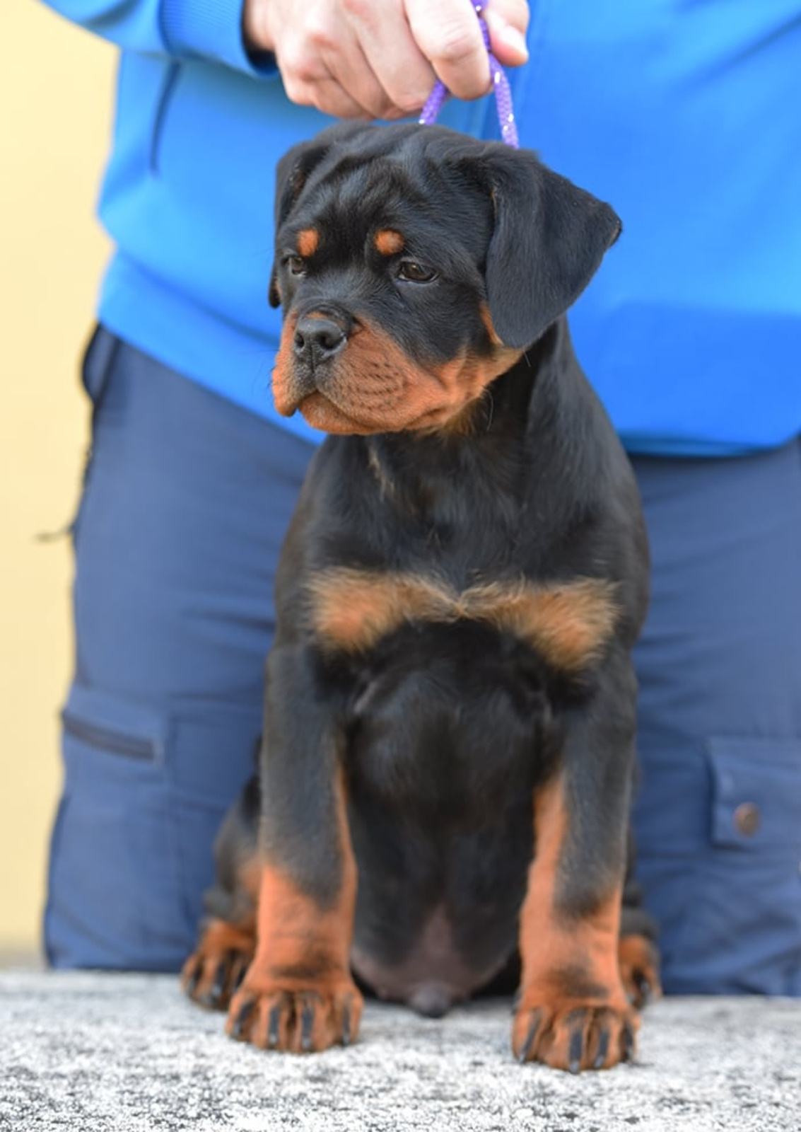 Rottweiler štenci