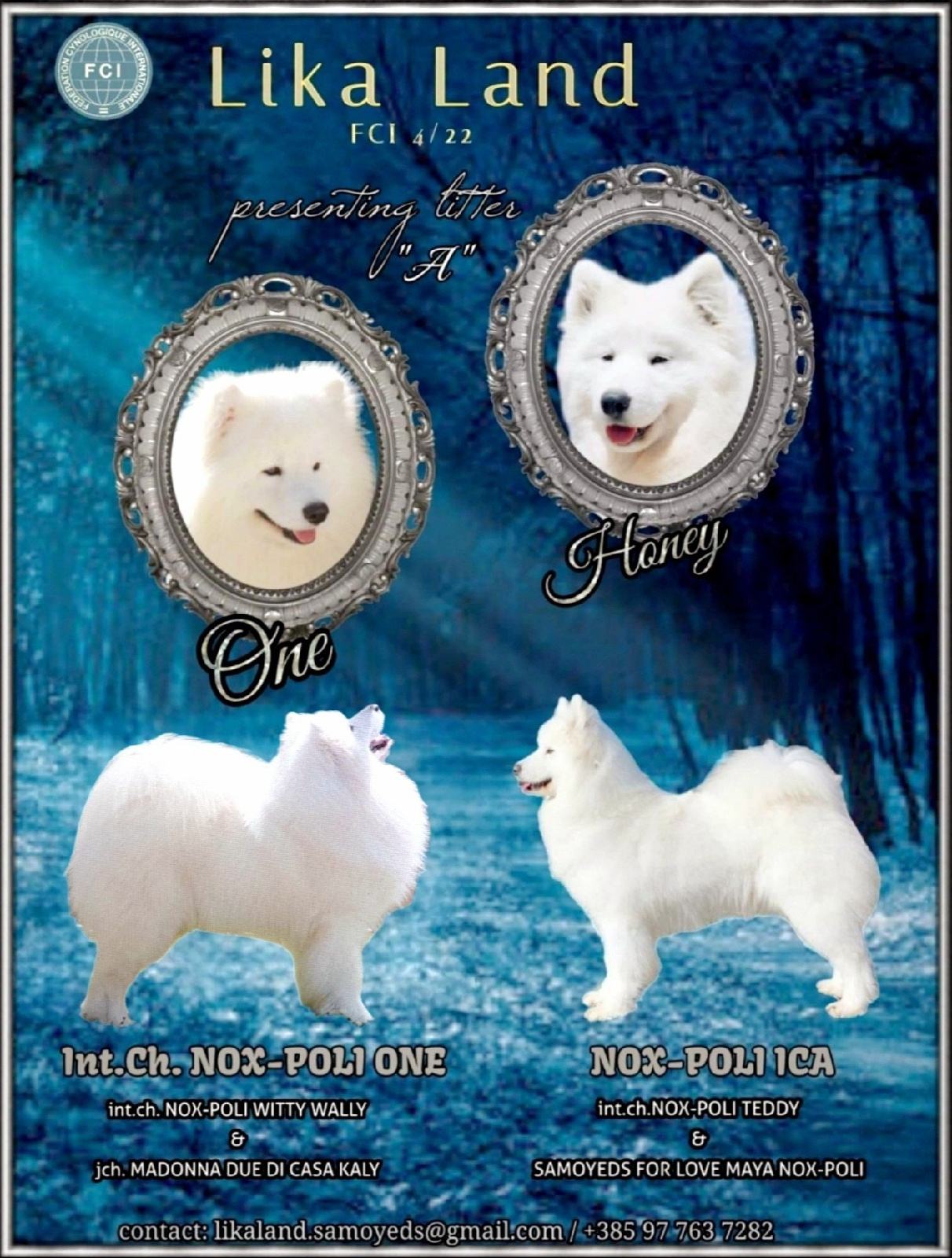 SAMOJED