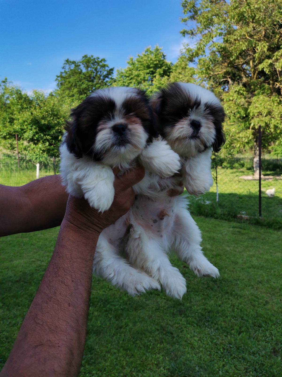 Shi Tzu, shi tzu, shih Tzu štenci prodaja