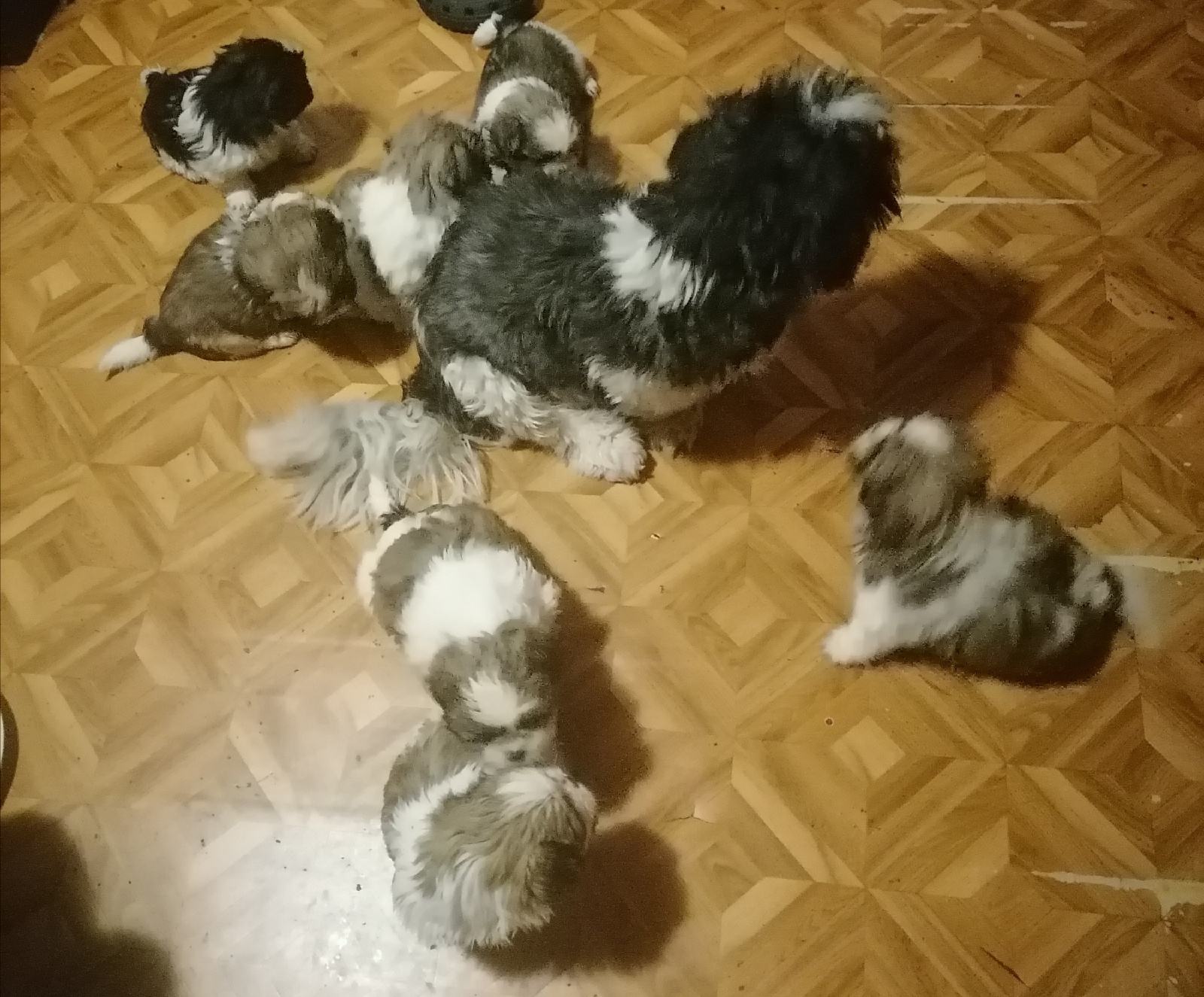 shi tzu štenci, oba roditelja prisutna