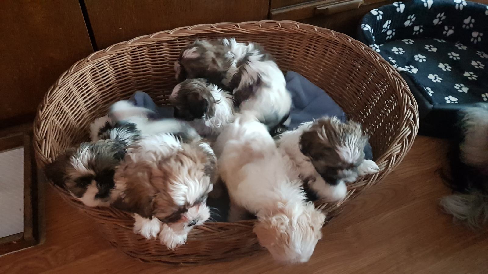 SHIH TZU štenci!!
