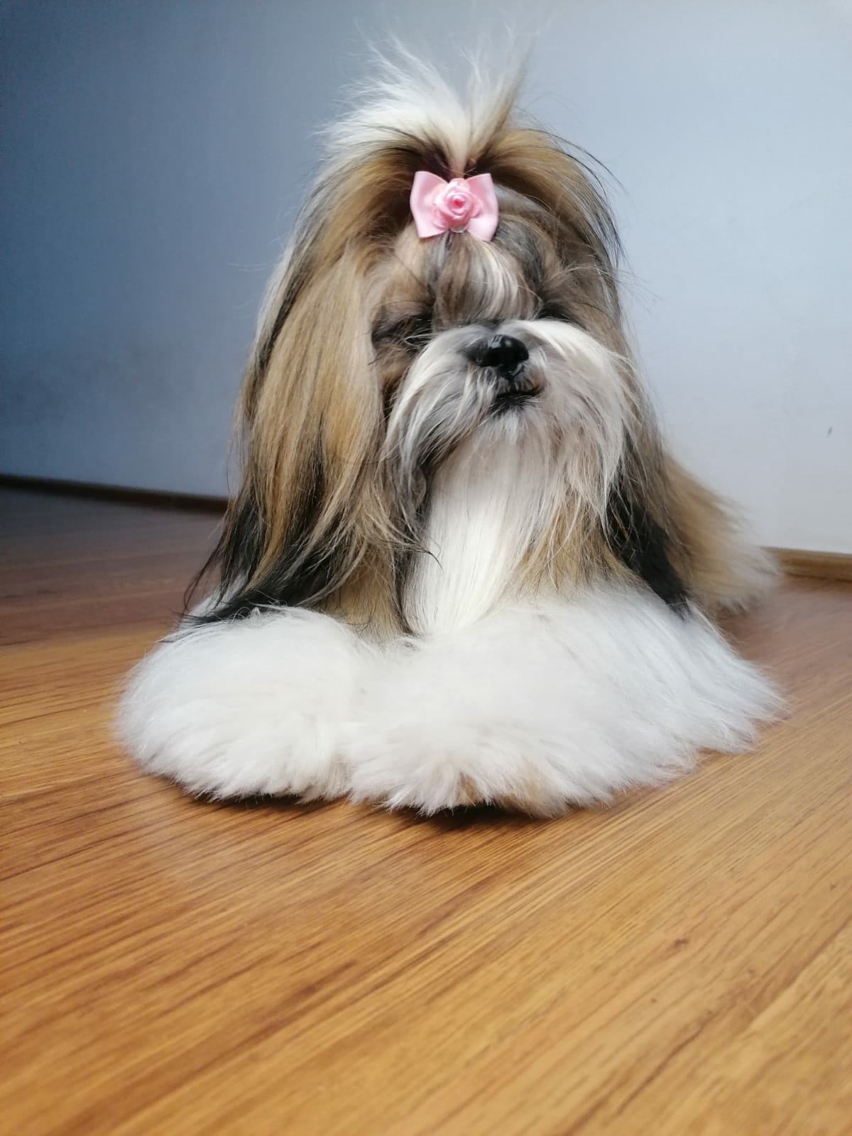shih tzu rodovnik hks.**** Štenci.*** Akcija******