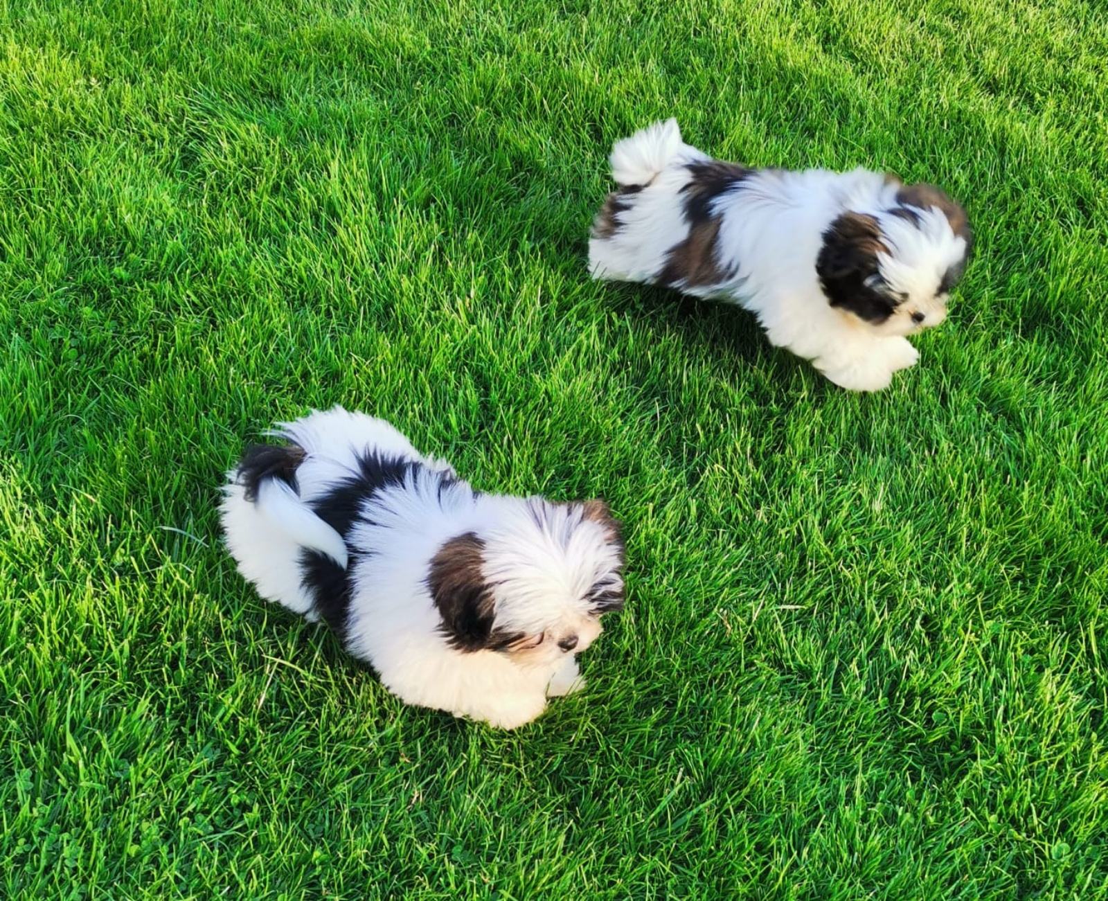 Shi tzu,šicu,shith tzu,shi tzu štenci