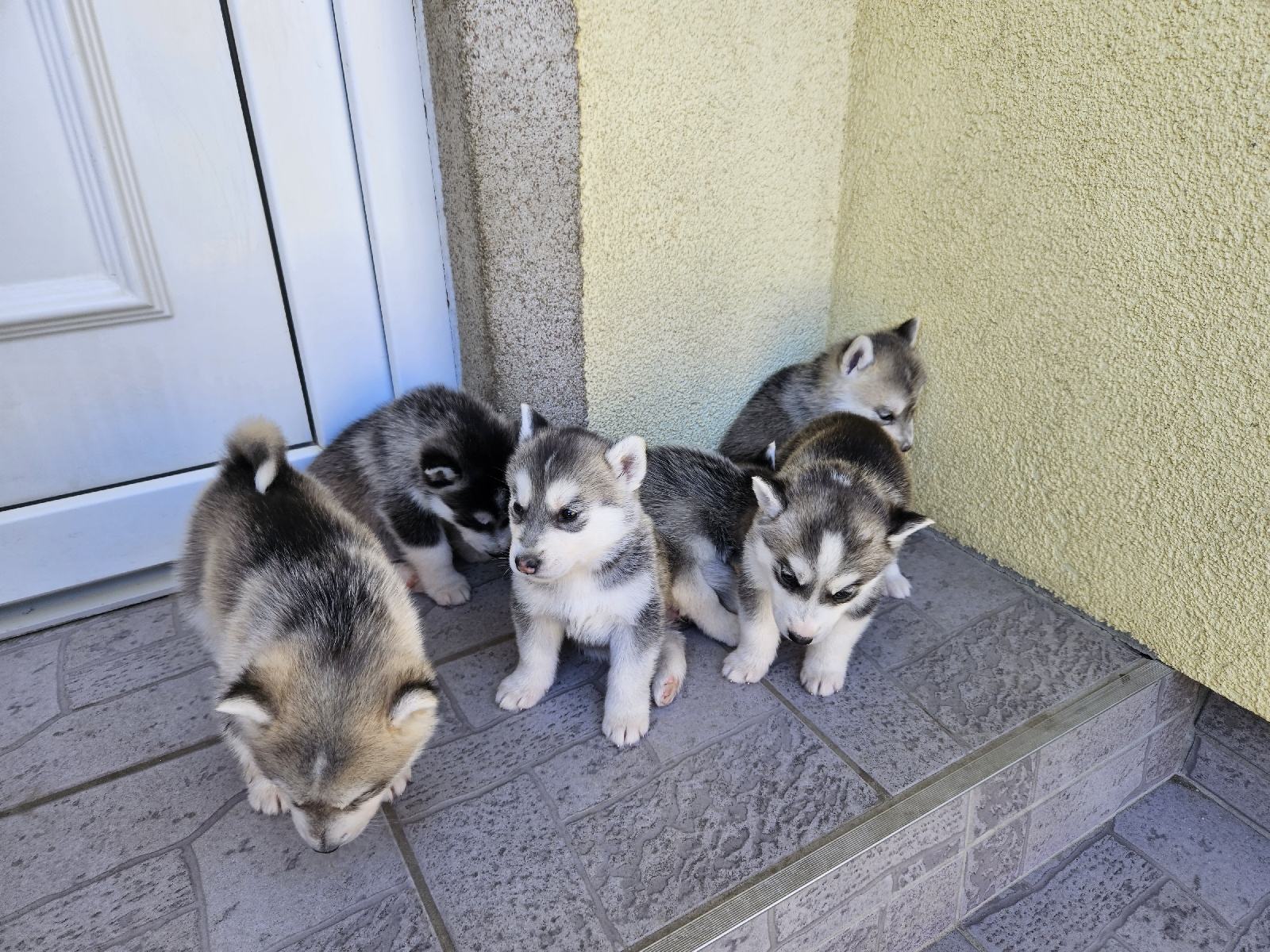 SIBIRSKI HASKI ŠTENCI