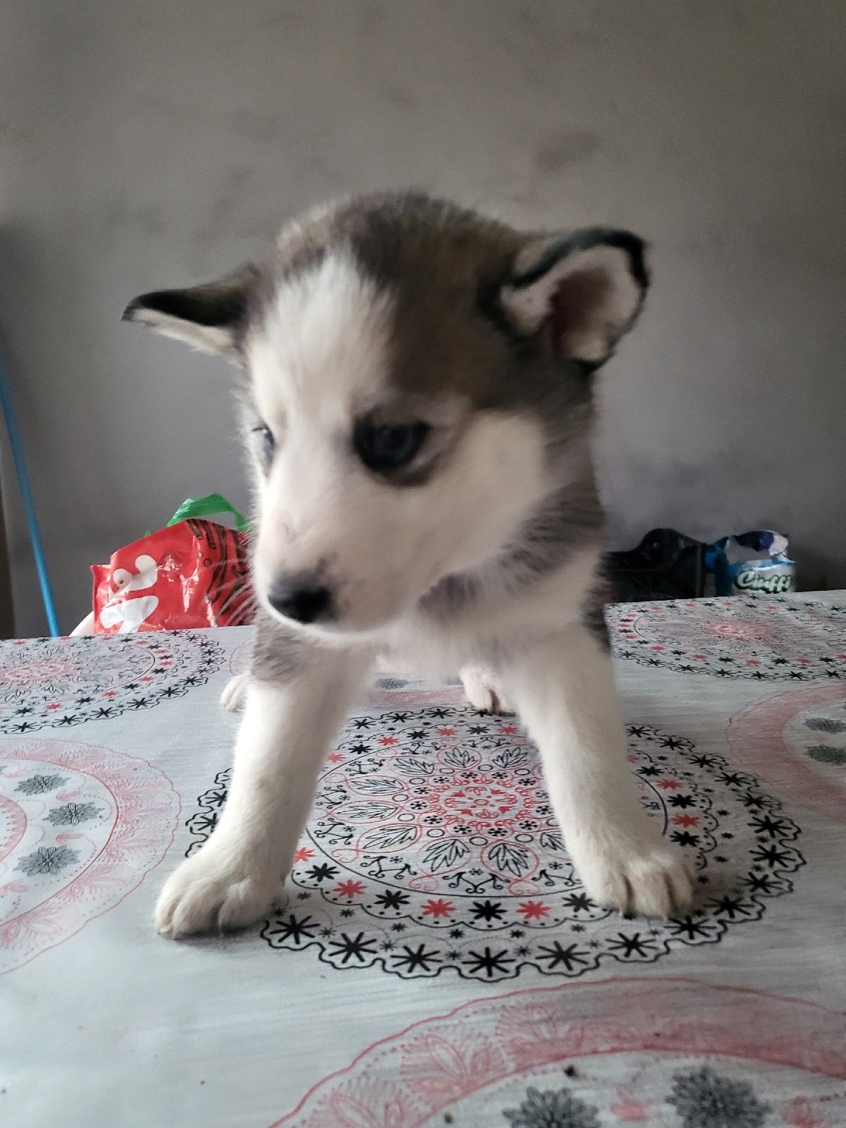 sibirski haski stenci