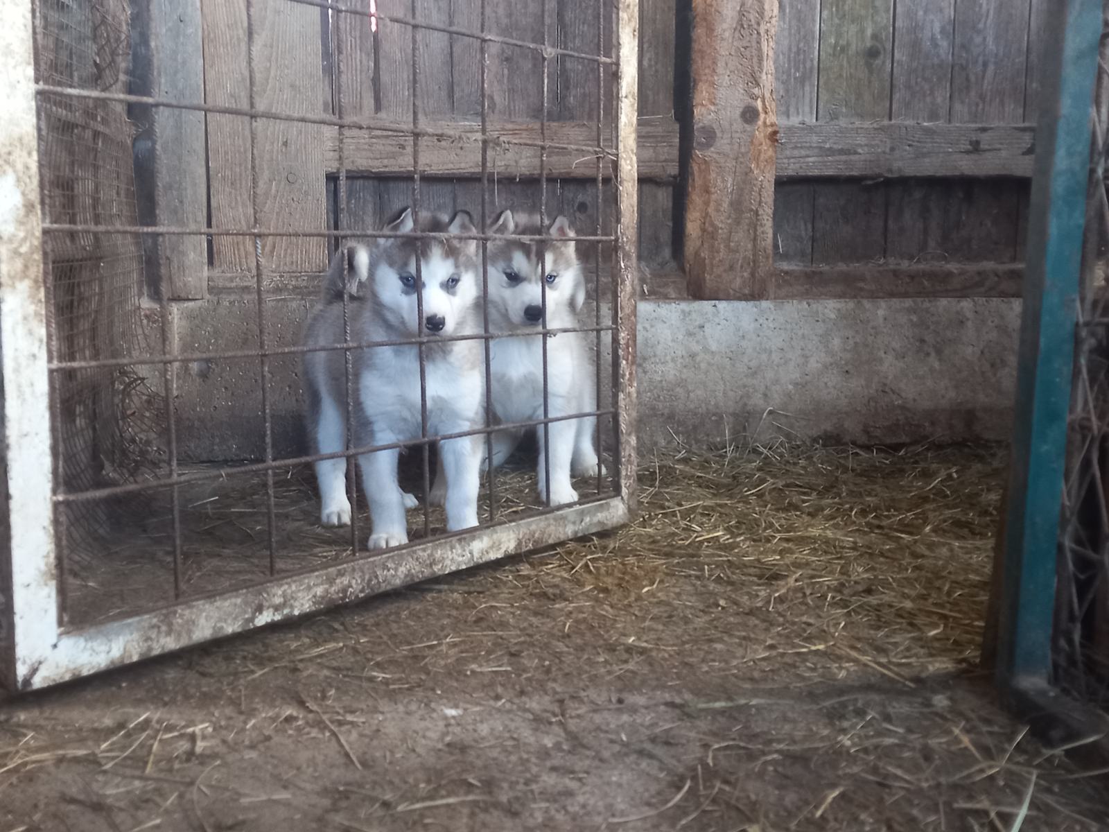 Sibirski haski štenci
