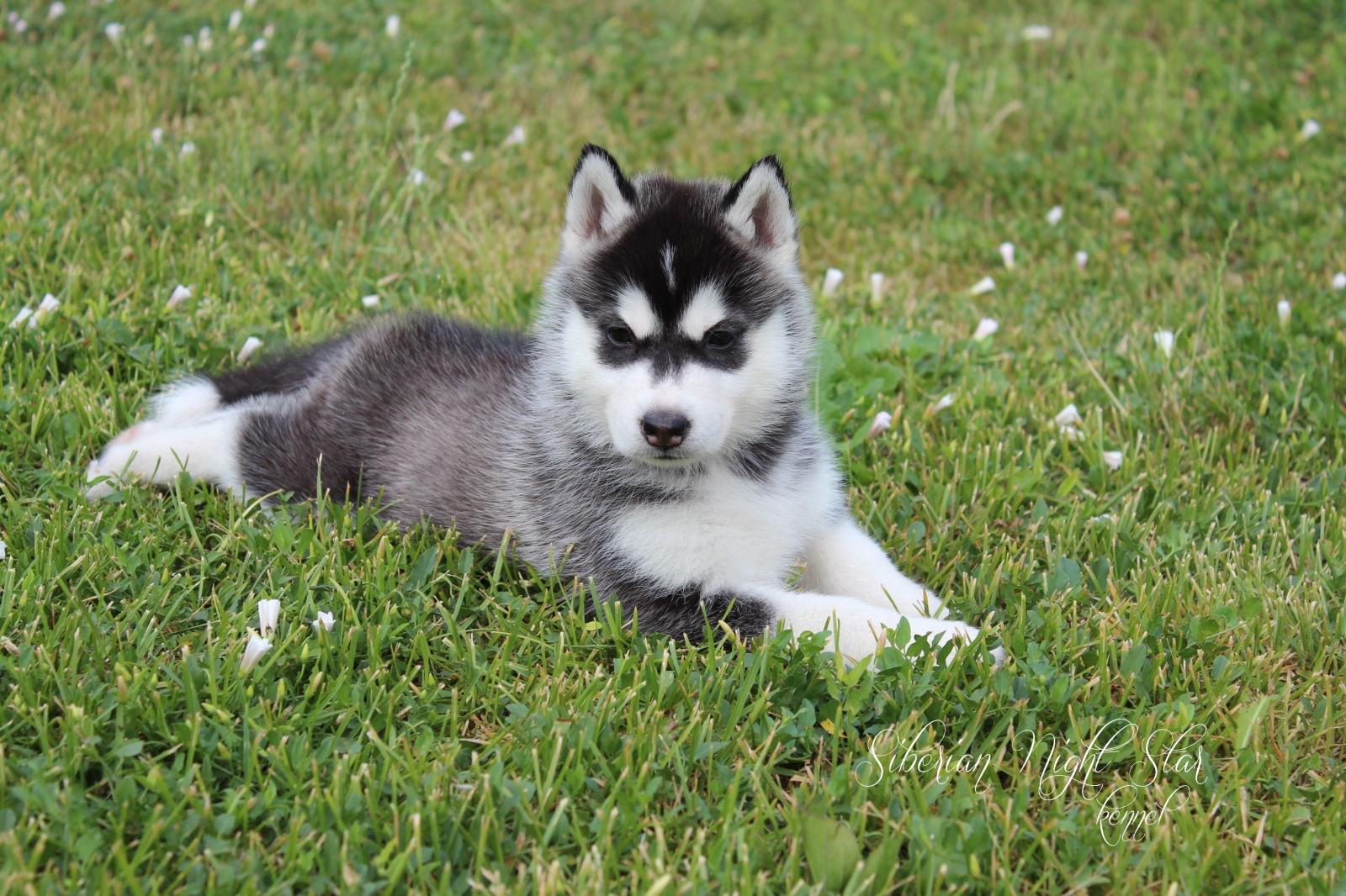 Sibirski haski štenci