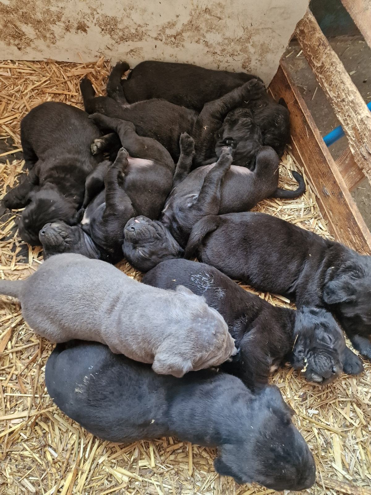 NOVO LCane Corso dostupni za preuzimanje štenci crni i sivi