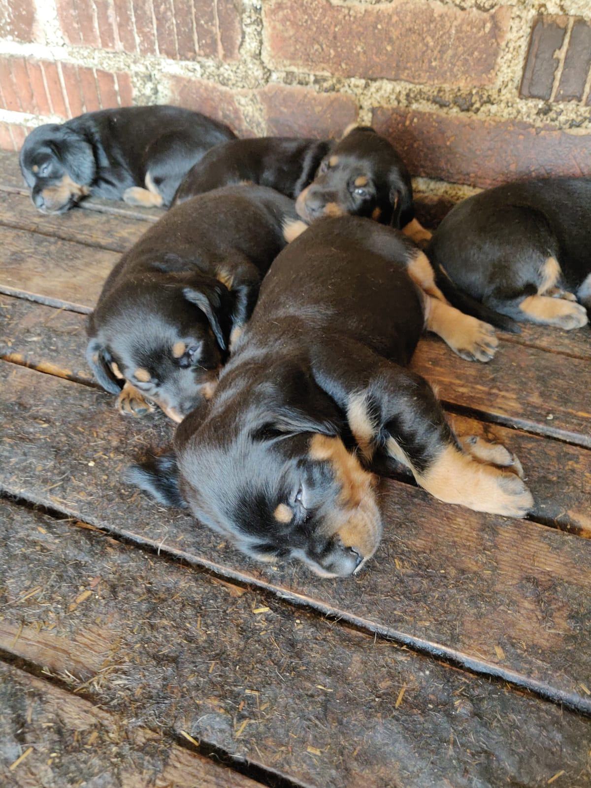 Slovački kopov štenci --AKCIJA--