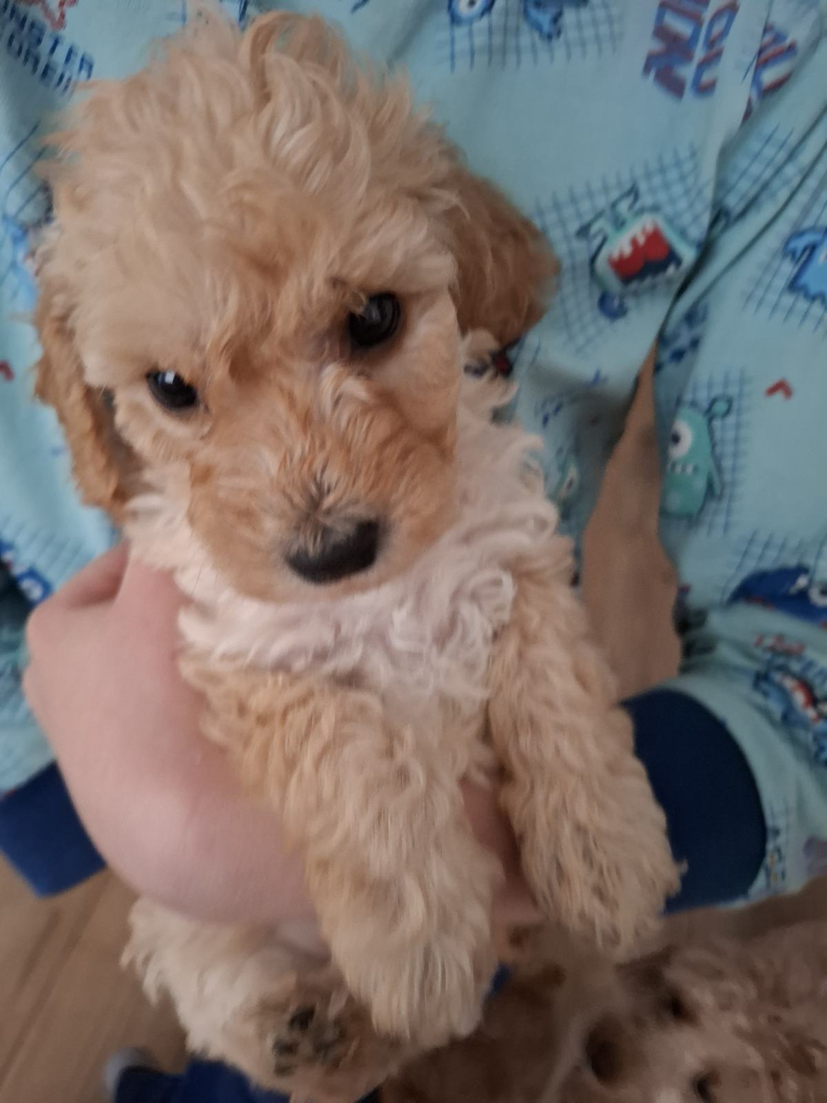 Srednja/mini pudla - apricot/crveno leglo