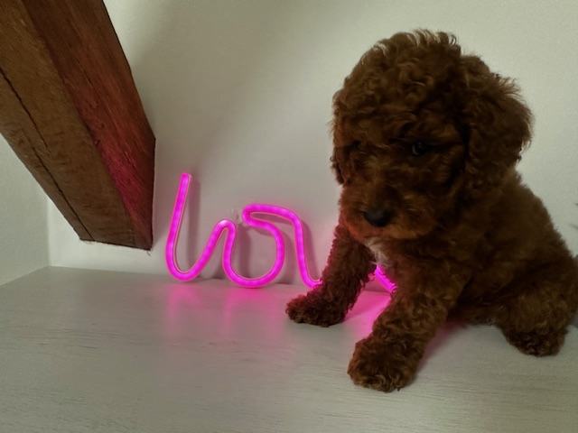 Srednja pudla apricot