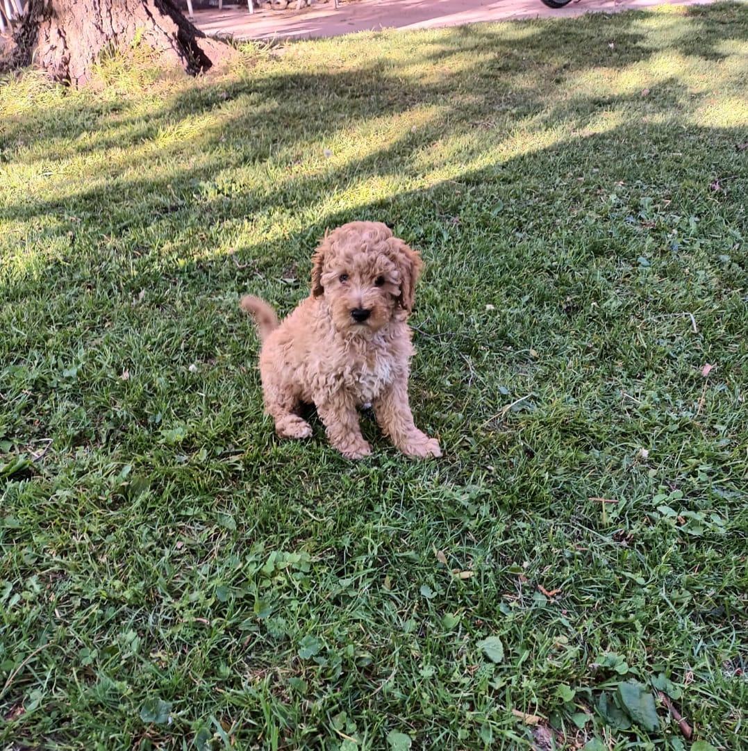 Srednja pudla aprikot!