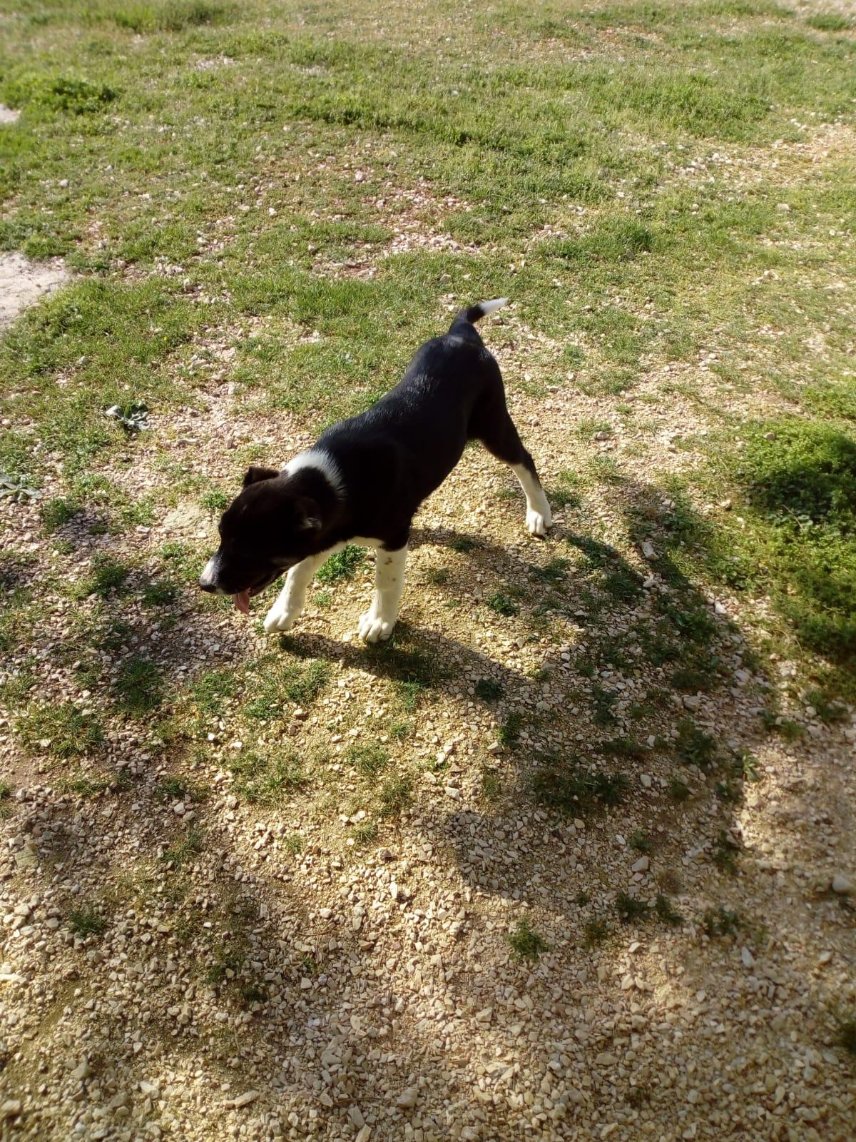 Srednjeazijski ovčar štene