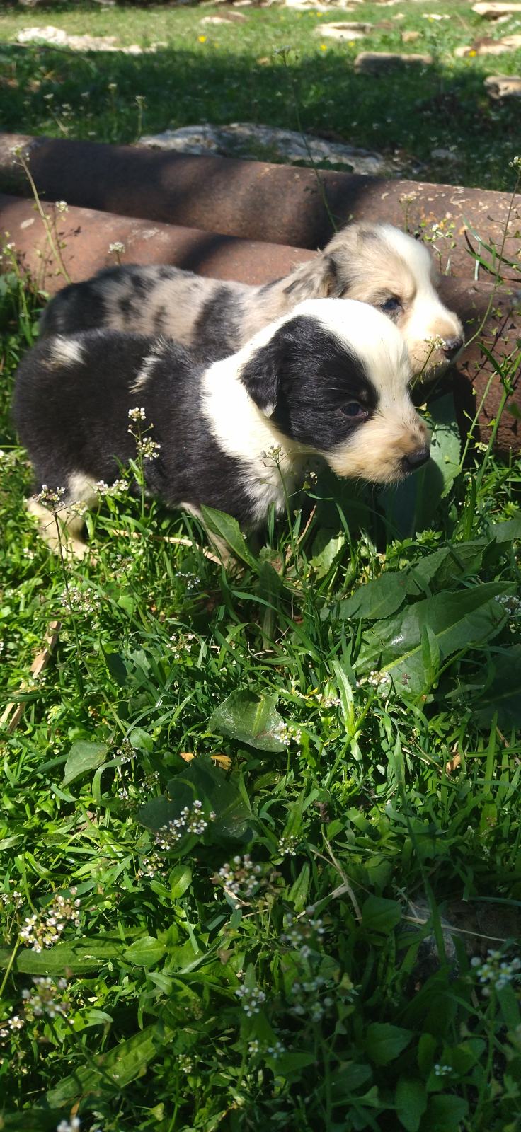 Bordel colli blue merle stenci