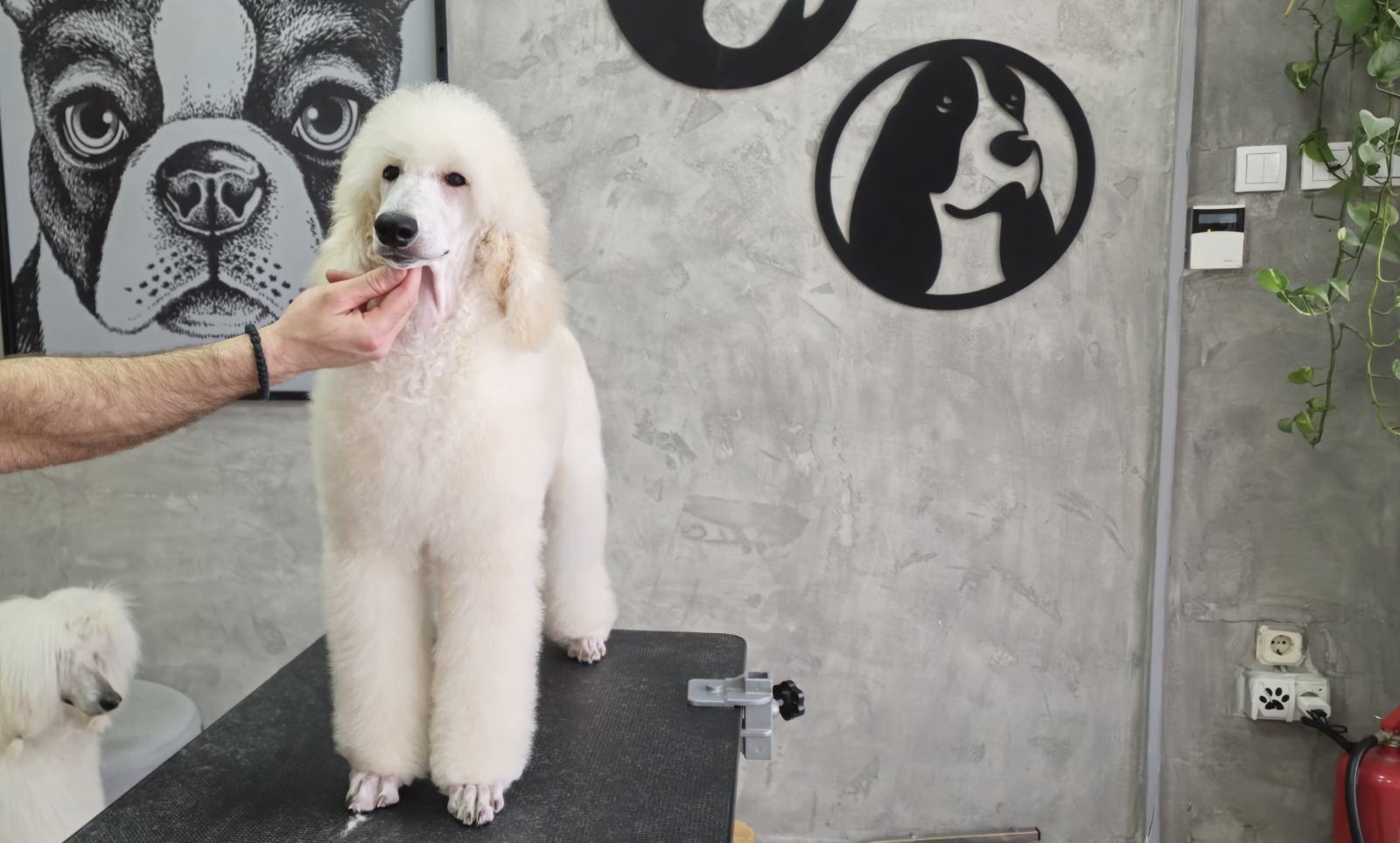 Standard poodle / kraljevska pudla / velika pudla