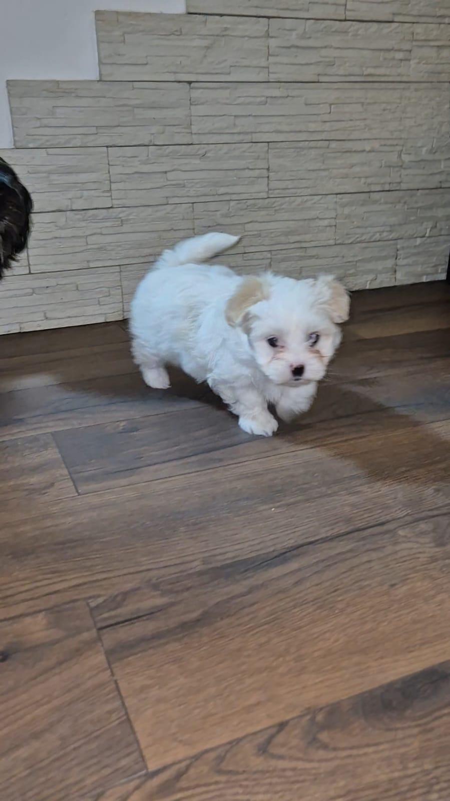 Štenad maltezer-pekinezer