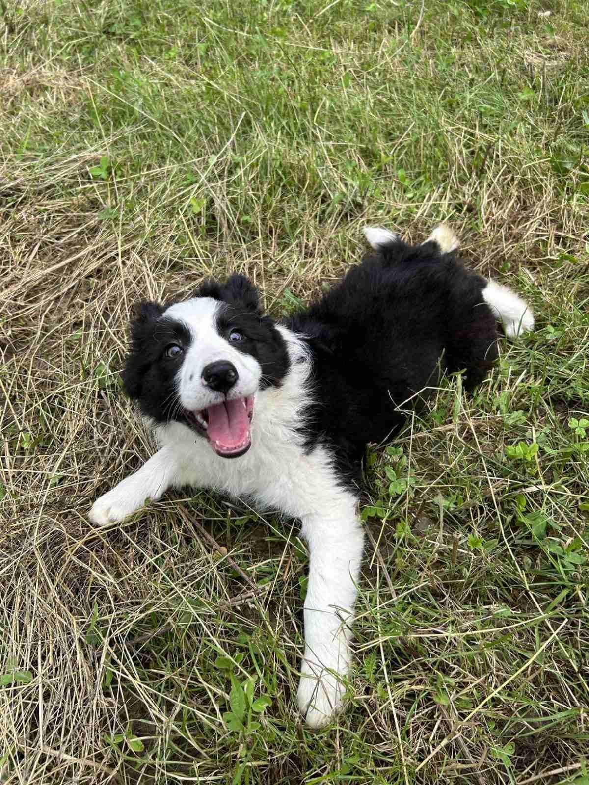 border collie