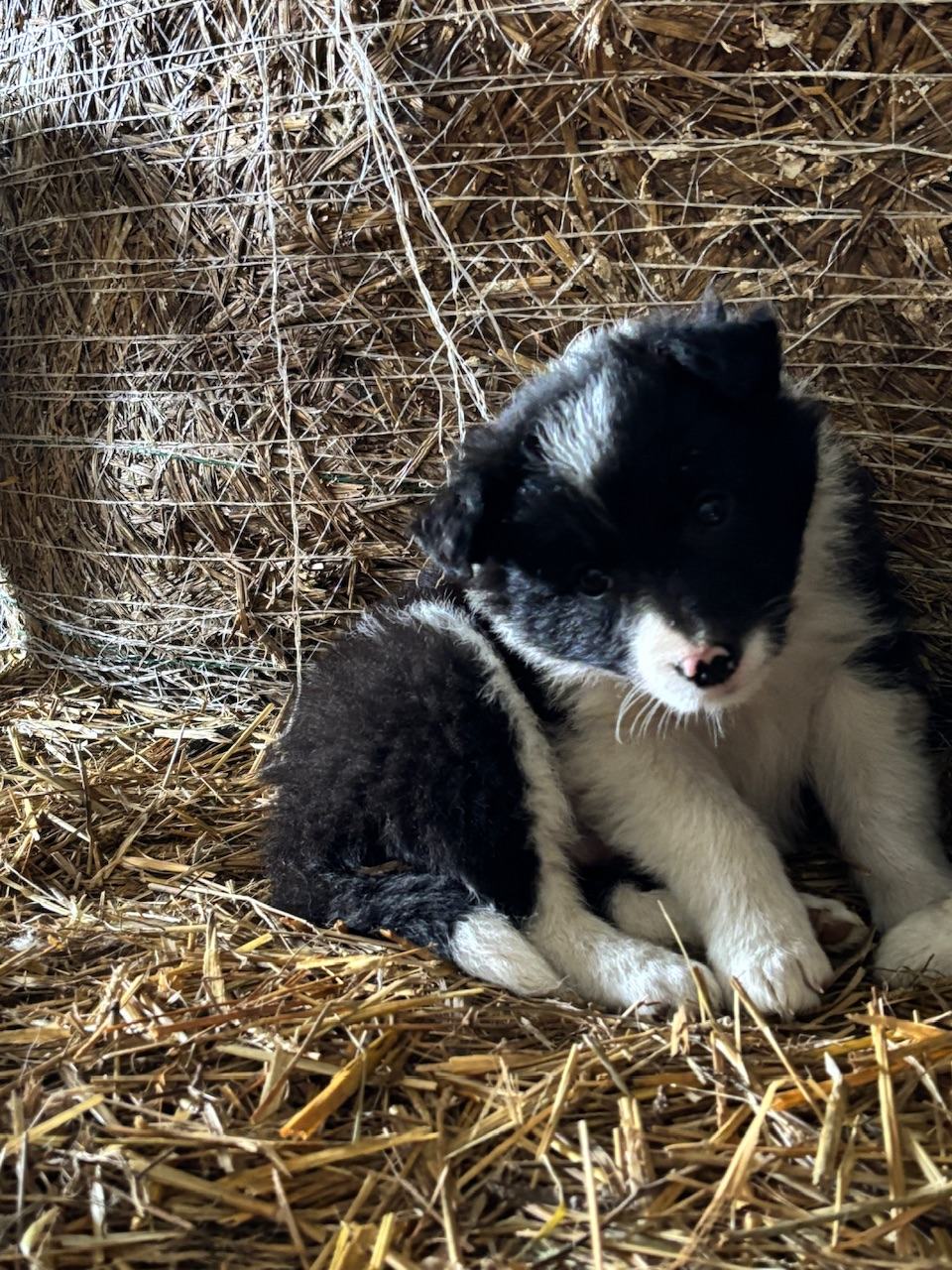 Štenci Border Collie pasmine