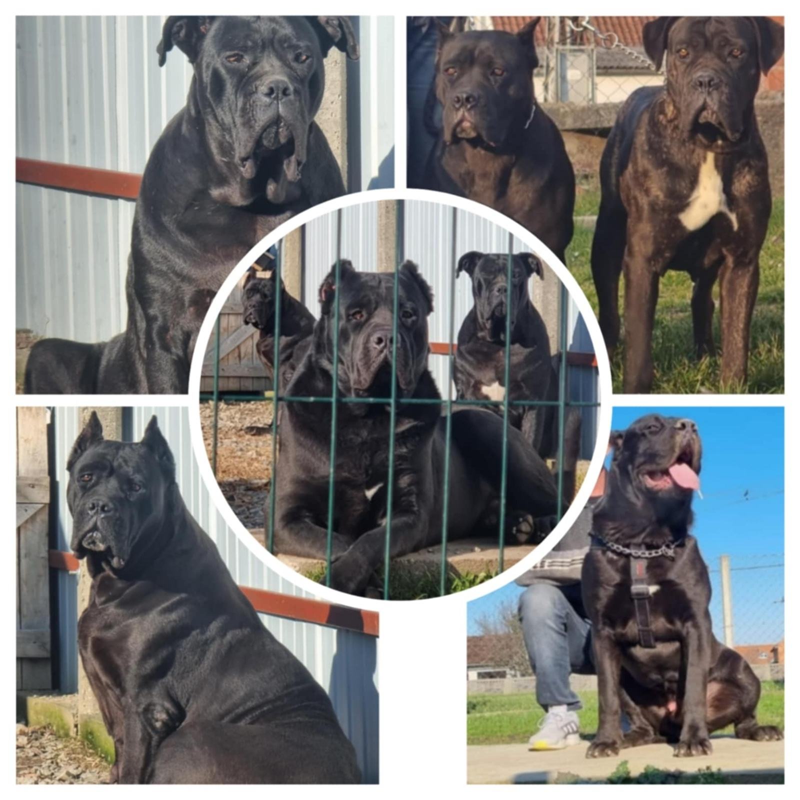 CANE CORSO