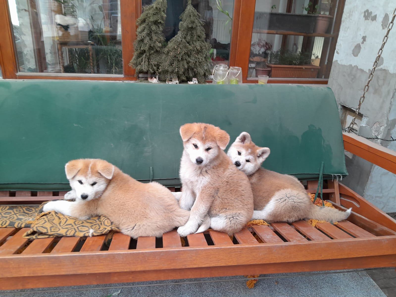 Štenci japanske akite inu