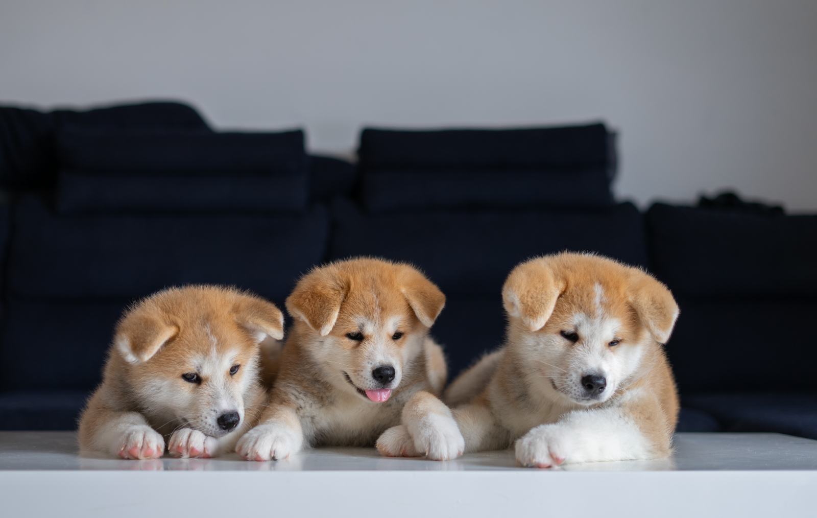 Štenci japanske akite AKITA INU