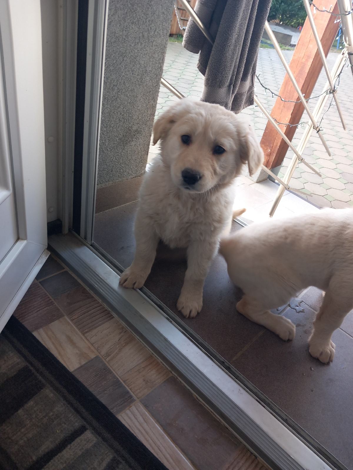 štenci labrador-zlatni retriver