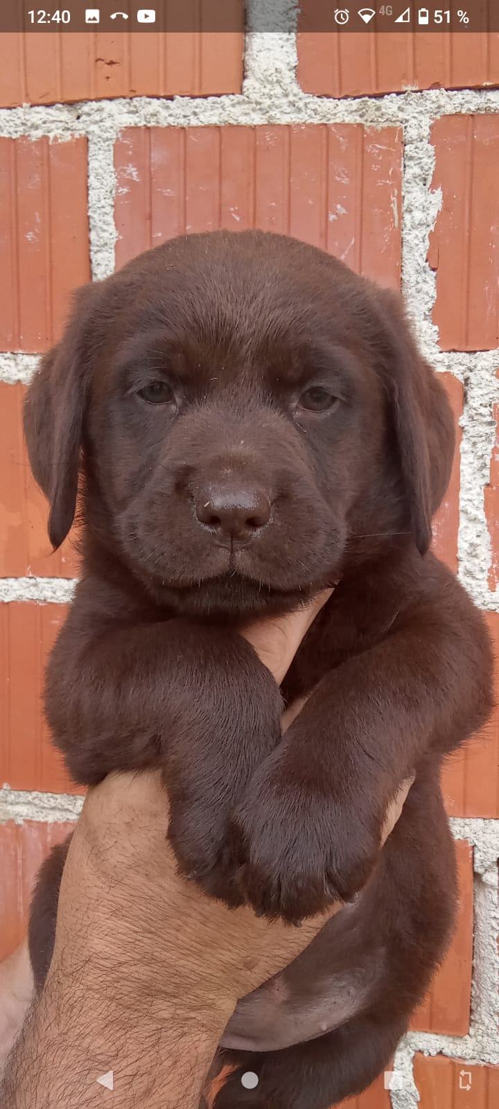 Čokoladni štenci labradora