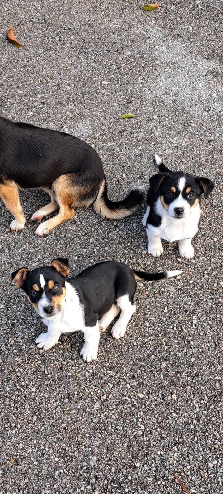 Štenci Međija, Međimurski pas