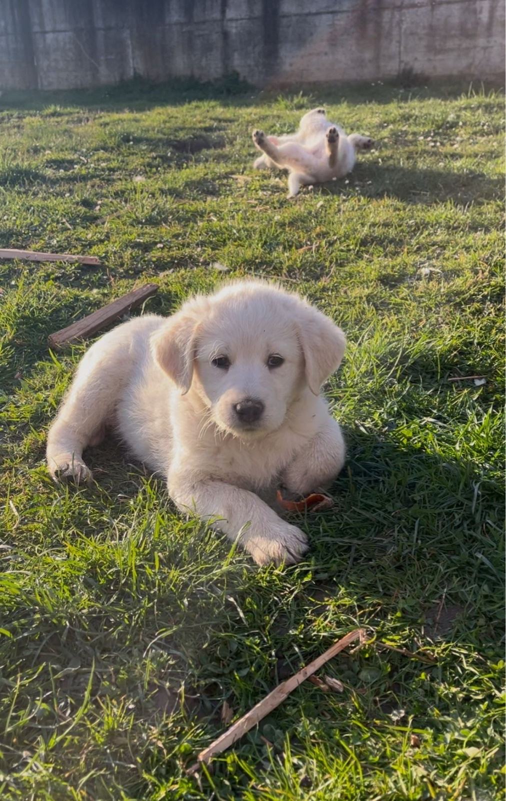 Poklanjam štence samojeda-labradora