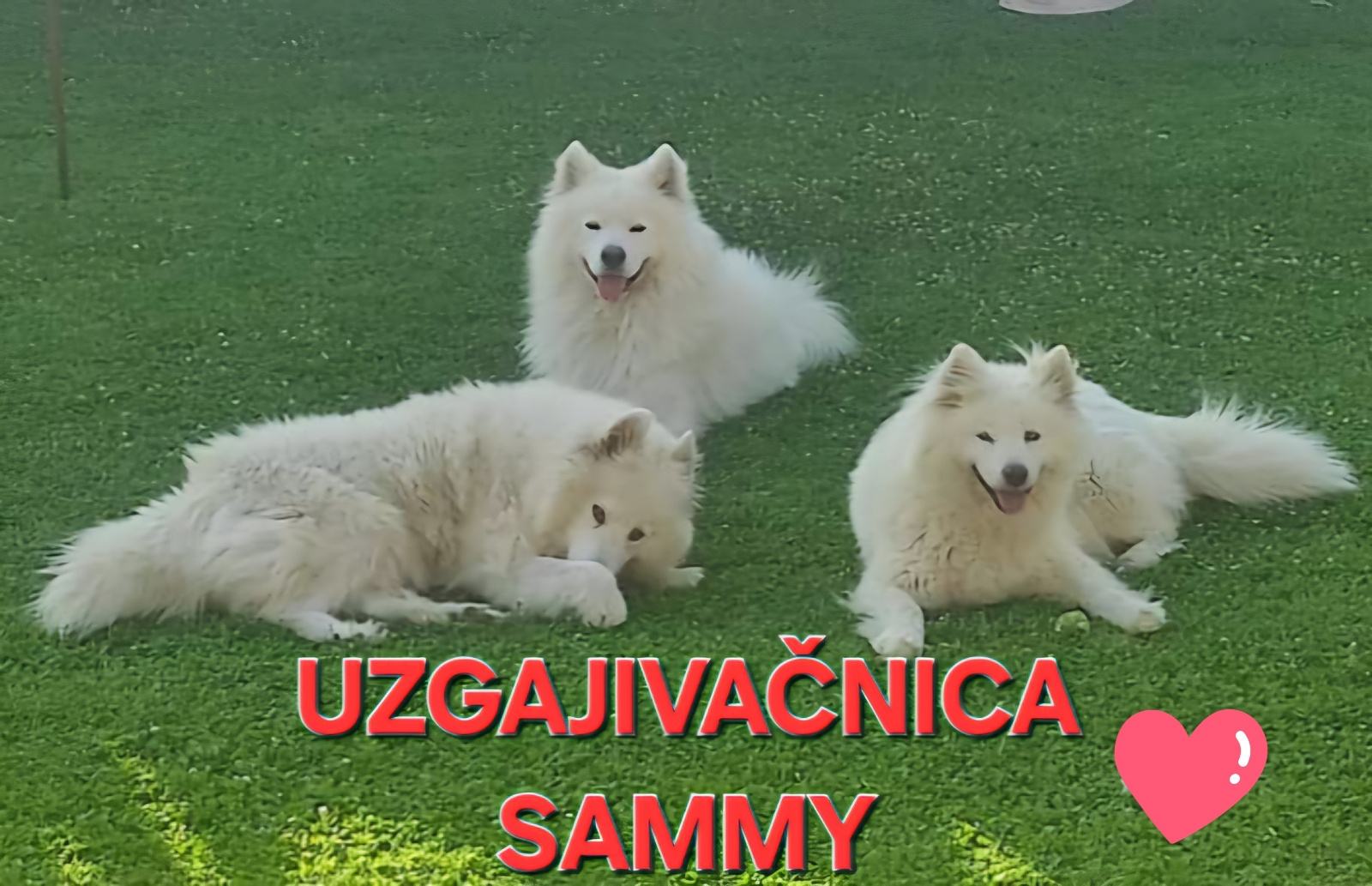 Štenci samojeda čistokrvni medvjeđi tip PRIMAMO REZERVACIJE