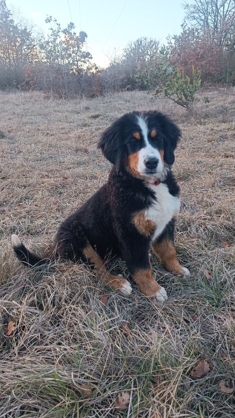 štene BERNSKI PLANINSKI PAS