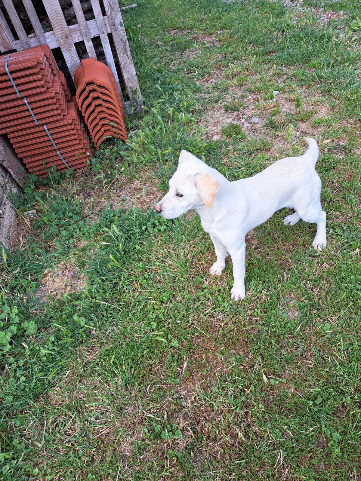 Štene labrador retriver