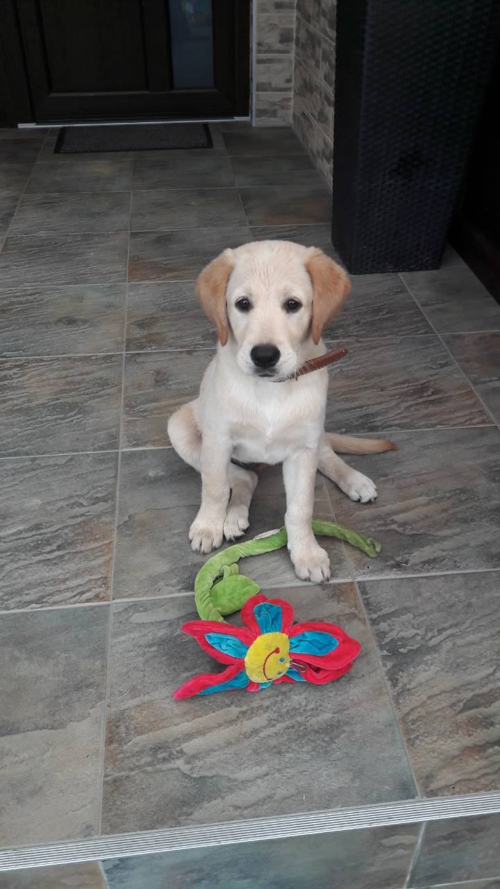 ŠTENE LABRADORSKI RETRIVER