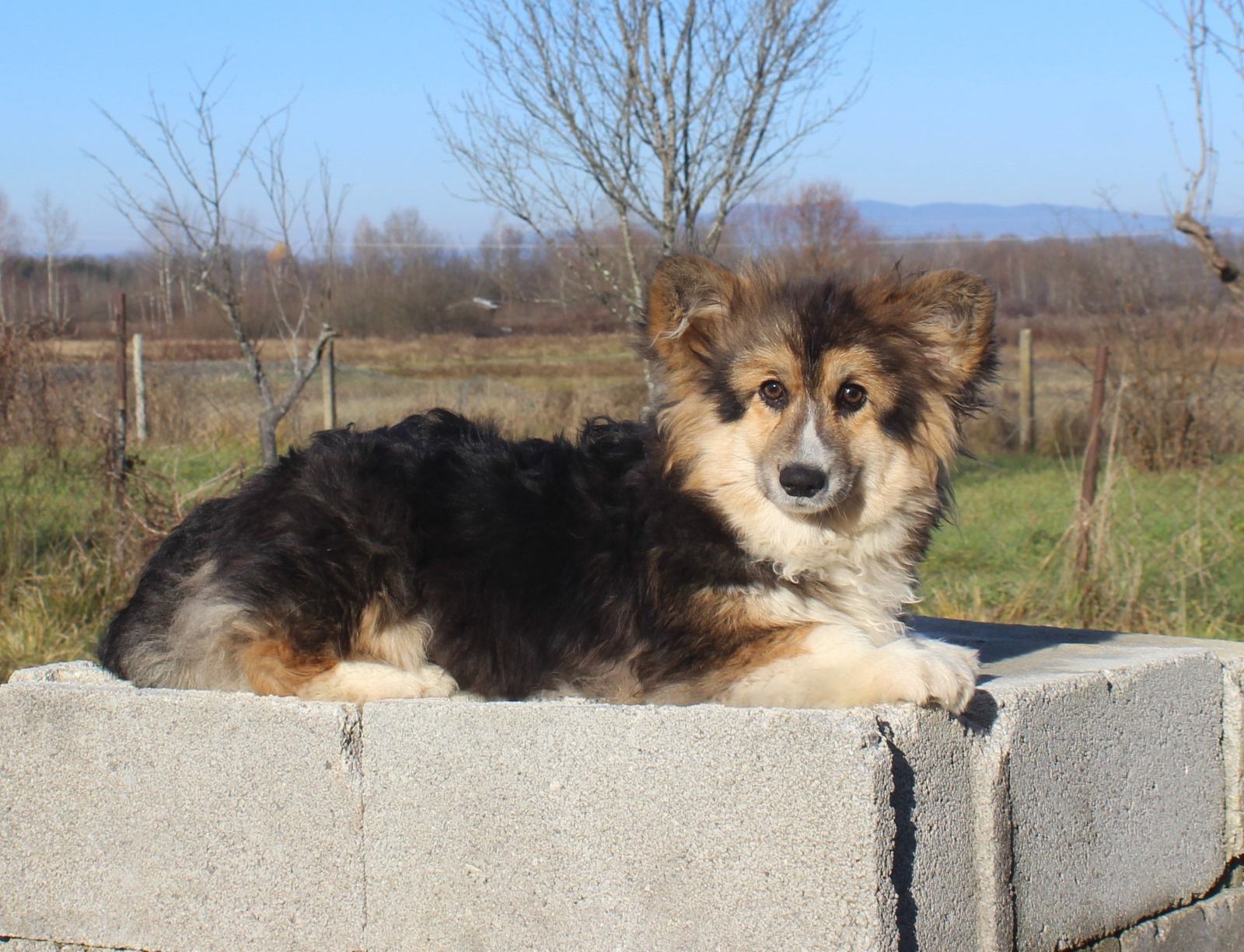 Štene Pembroke Welsh Corgi (Fluffy), ženka.