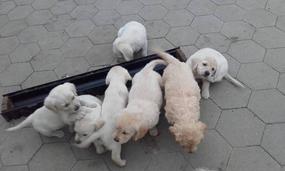 Štene Zlatni / Labrador Retriver