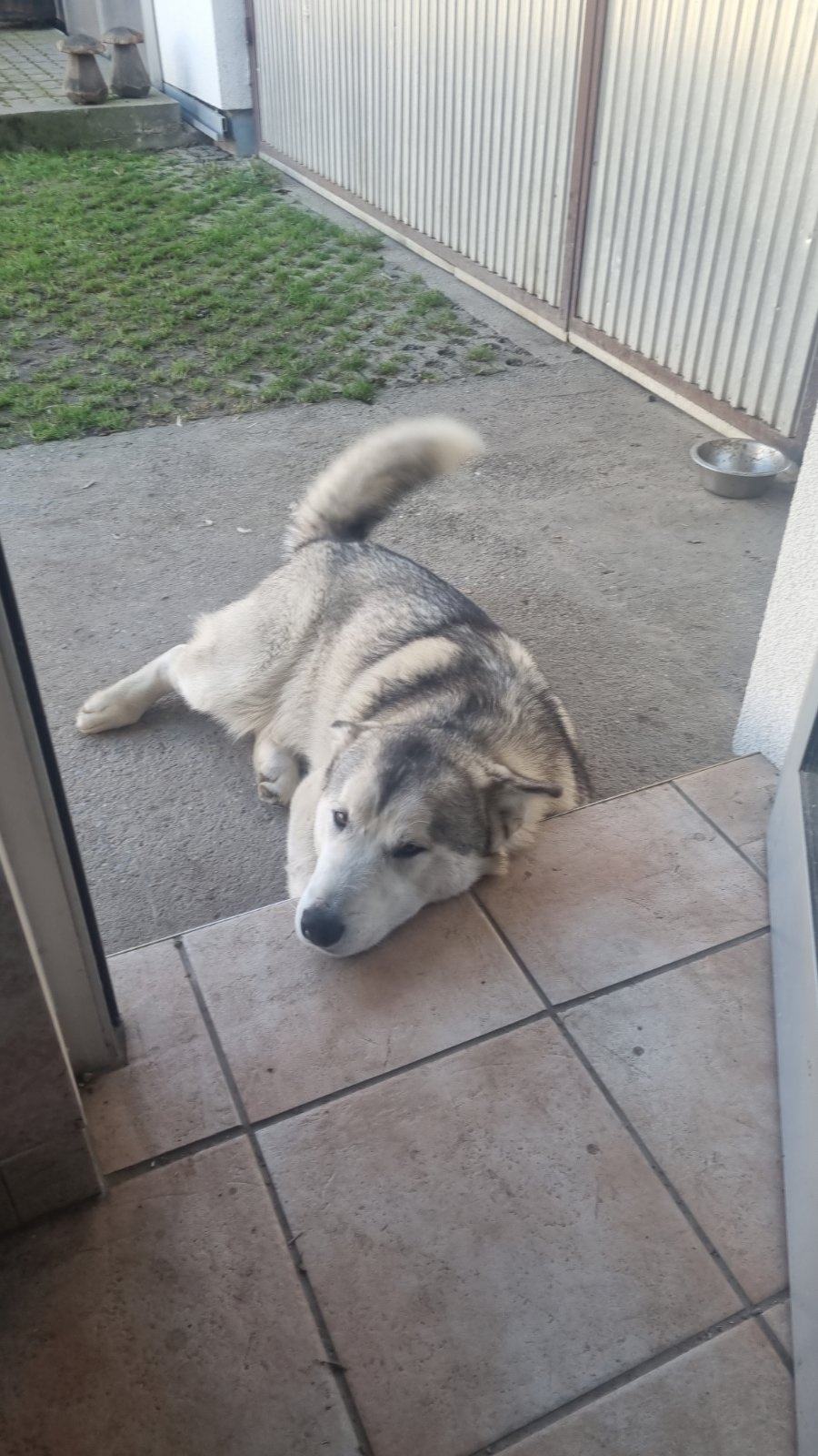 Štenići aljaškog malamuta