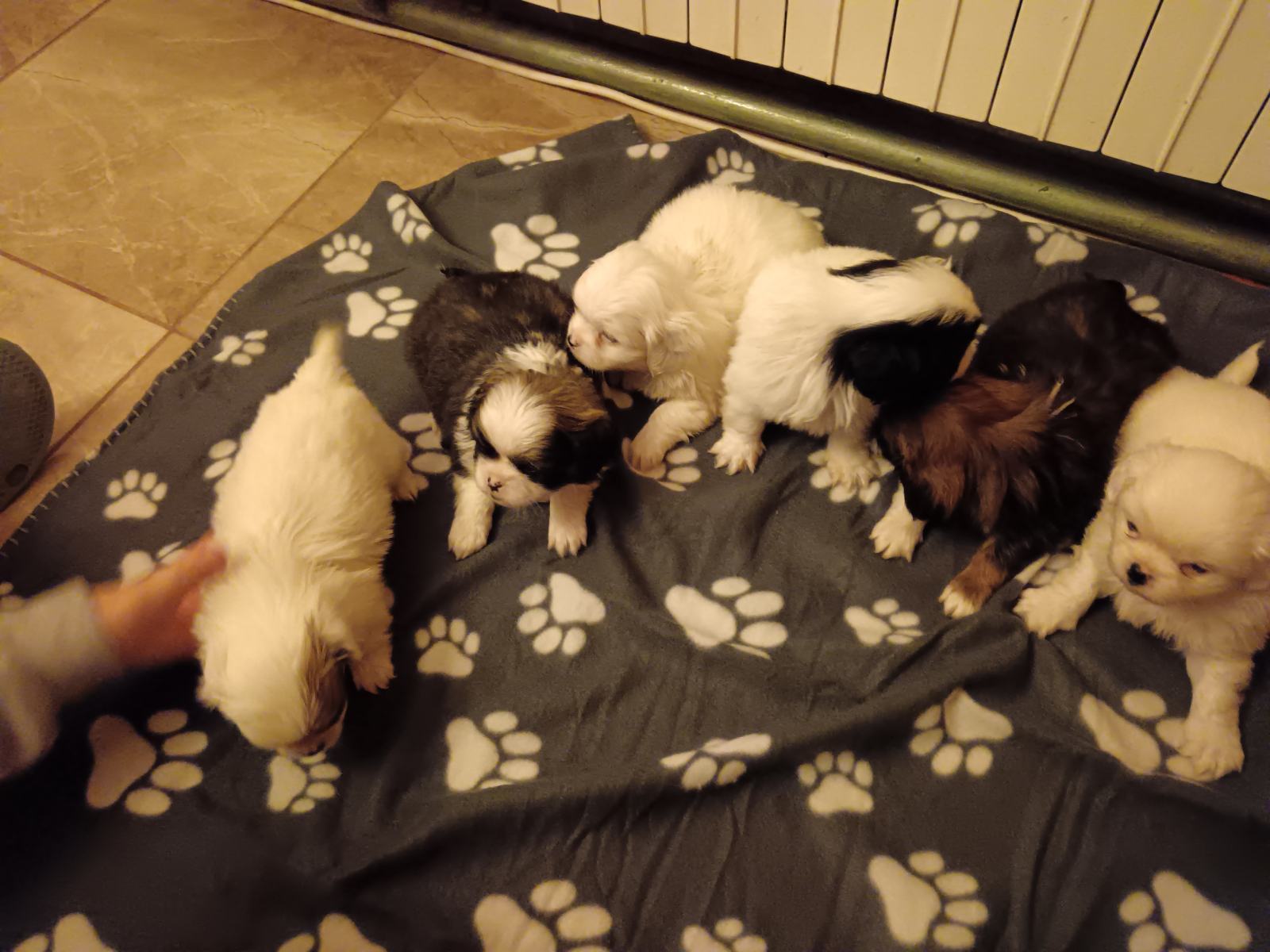 Štenići pekinezra roditelji su upisani u registar