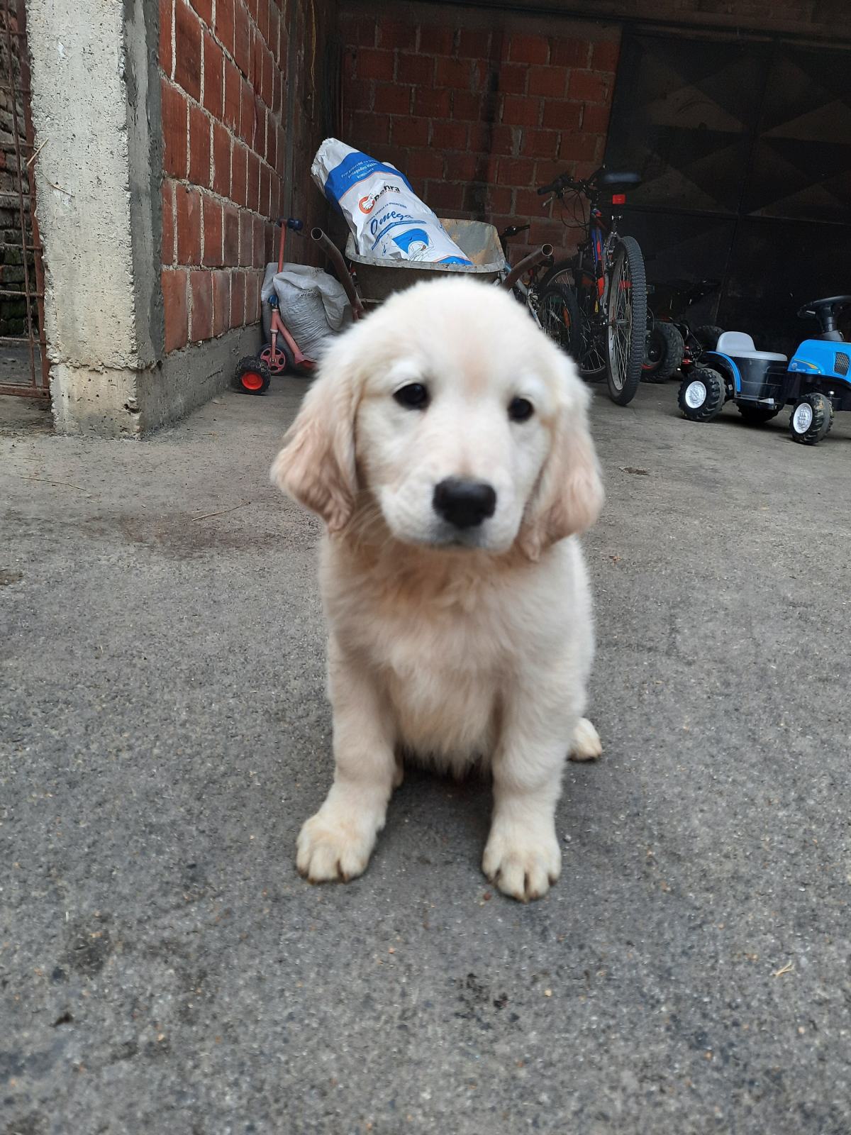 Štenici zlatnog retrivera-labradora