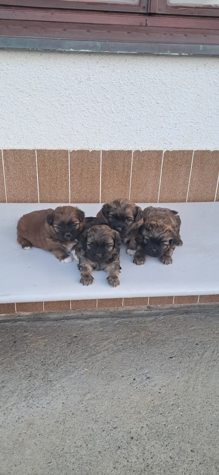 Tibetski španijel - Pekinezer