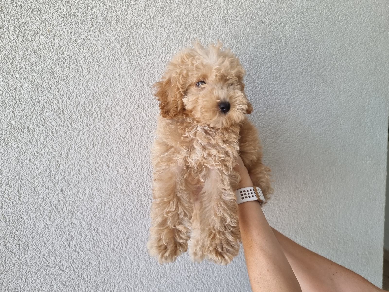 Pudla APRICOT boje, veličina između toy i mini