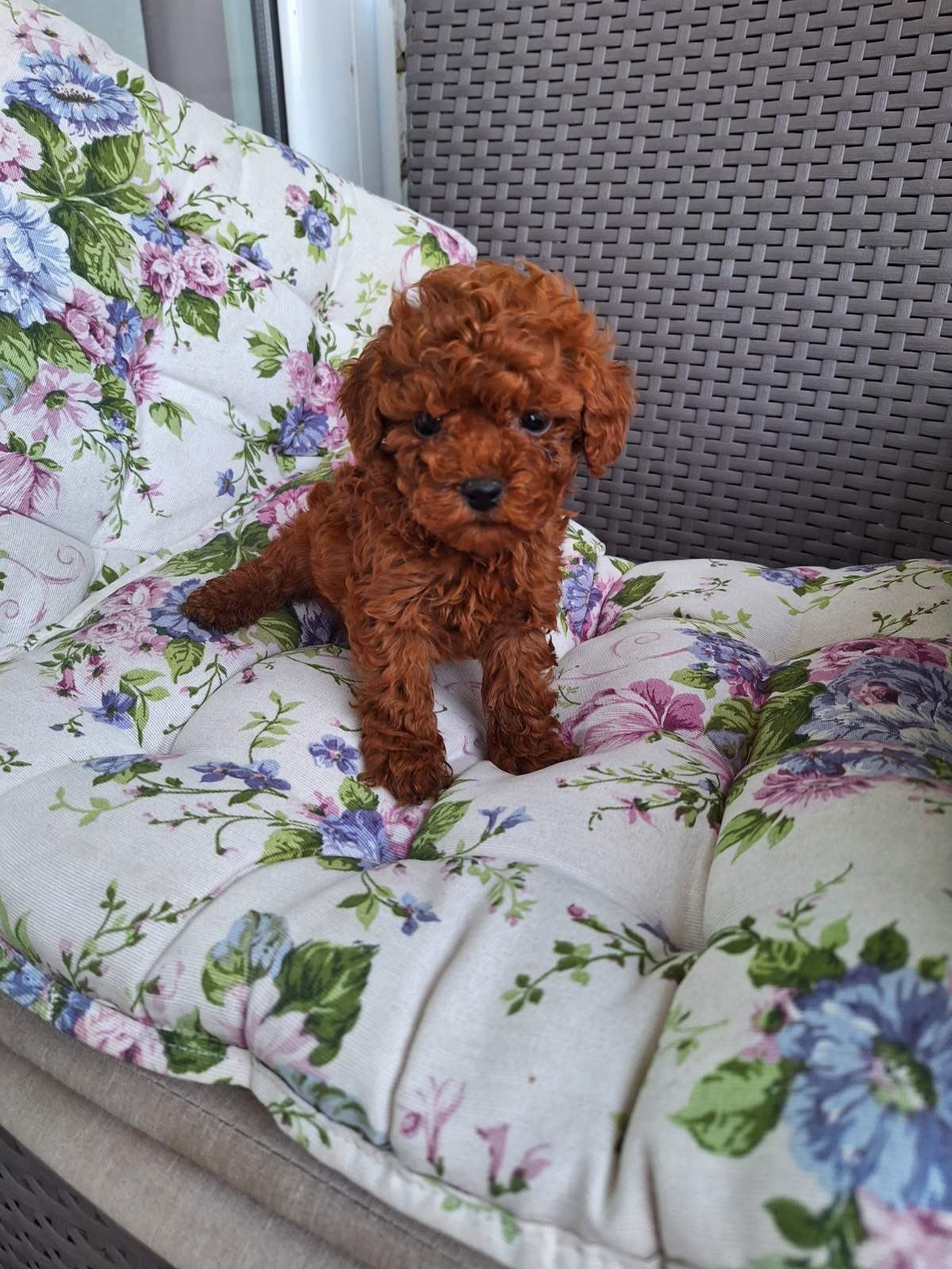 Toy pudlice